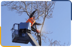 OCIP vs. CCIP: What’s the Difference?